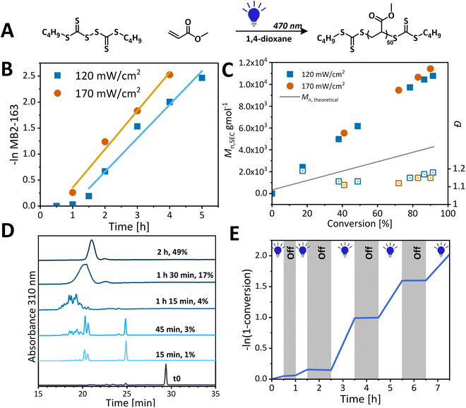 Photoiniferter-RAFT polymerization mediated by bis(trithiocarbonate ...