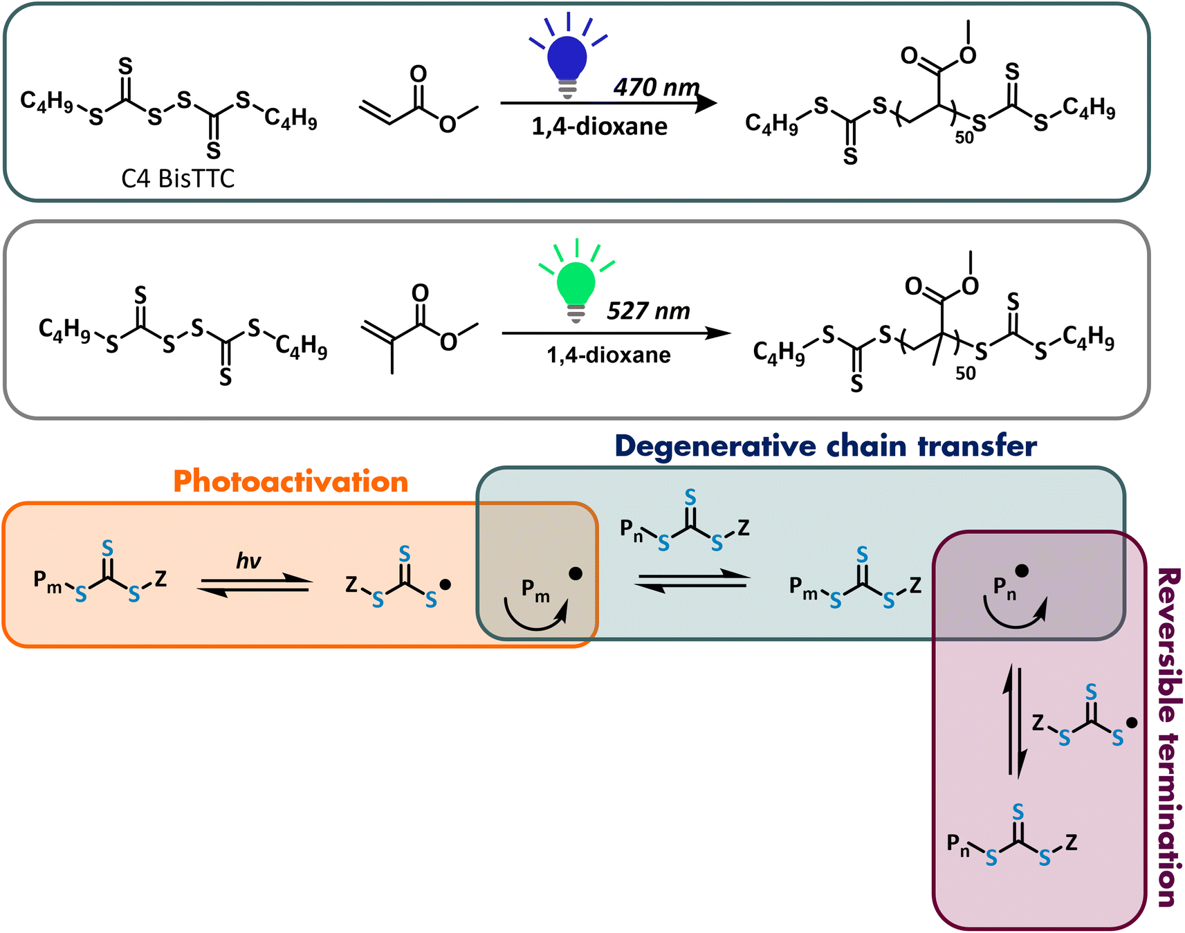 Photoiniferter-RAFT polymerization mediated by bis(trithiocarbonate ...