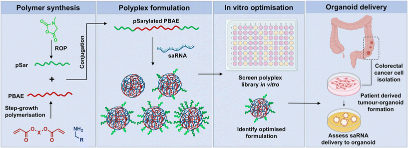 Polysarcosine functionalised cationic polyesters efficiently deliver ...