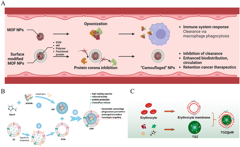 Surface functionalization of metal–organic framework nanoparticle for overcoming biological ...