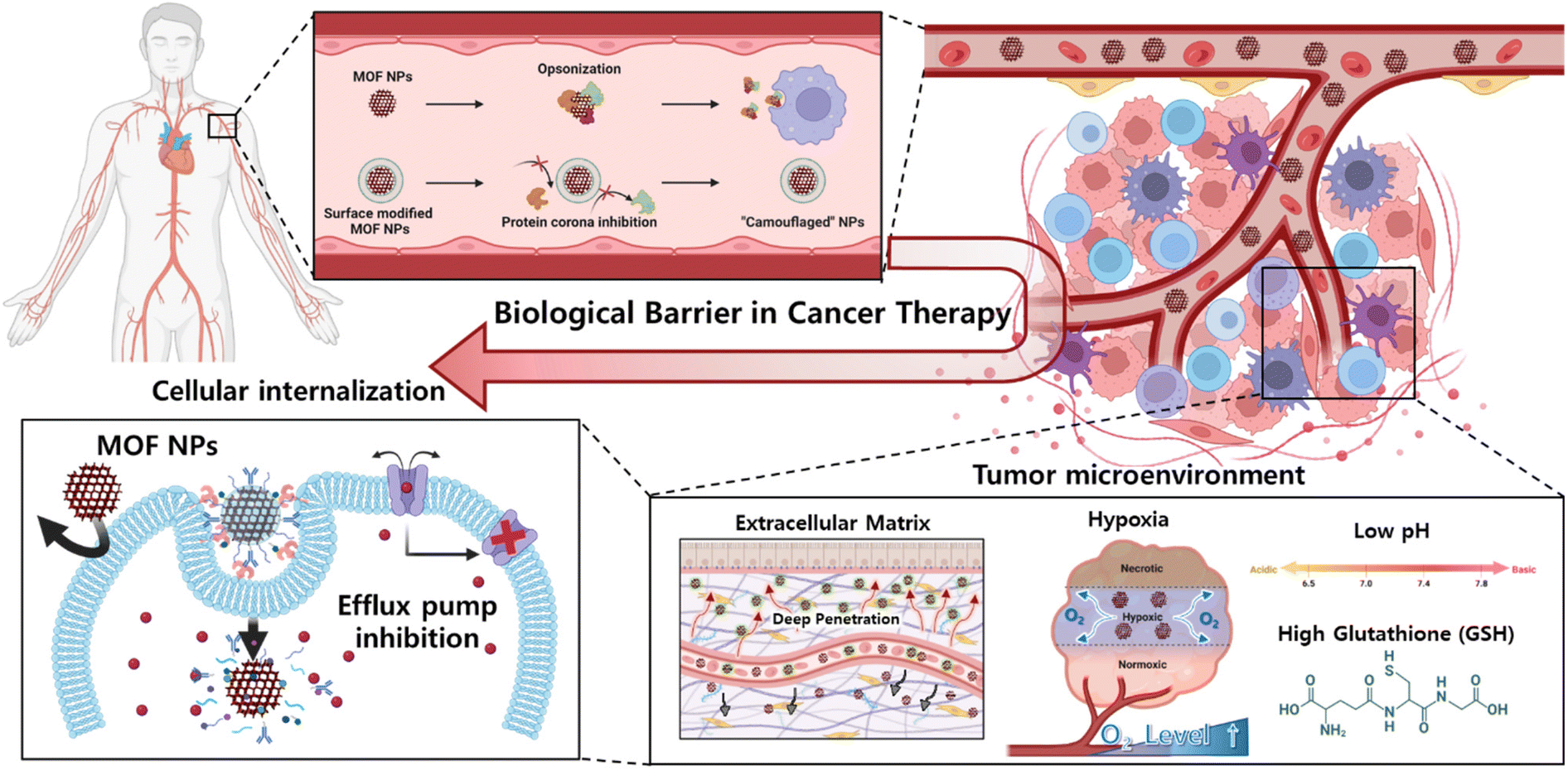 Surface functionalization of metal–organic framework nanoparticle for overcoming biological ...