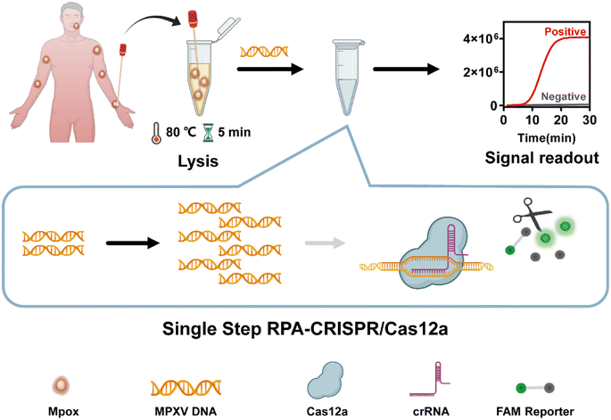 Detection of monkeypox virus based on a convenient and sensitive single ...