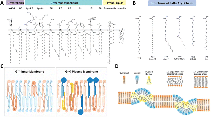 The intricate link between membrane lipid structure and composition and ...