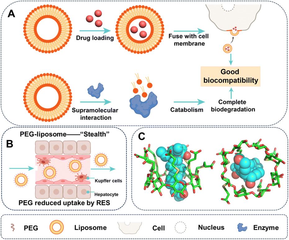 Supramolecular interaction in the action of drug delivery systems - Chemical Science (RSC ...