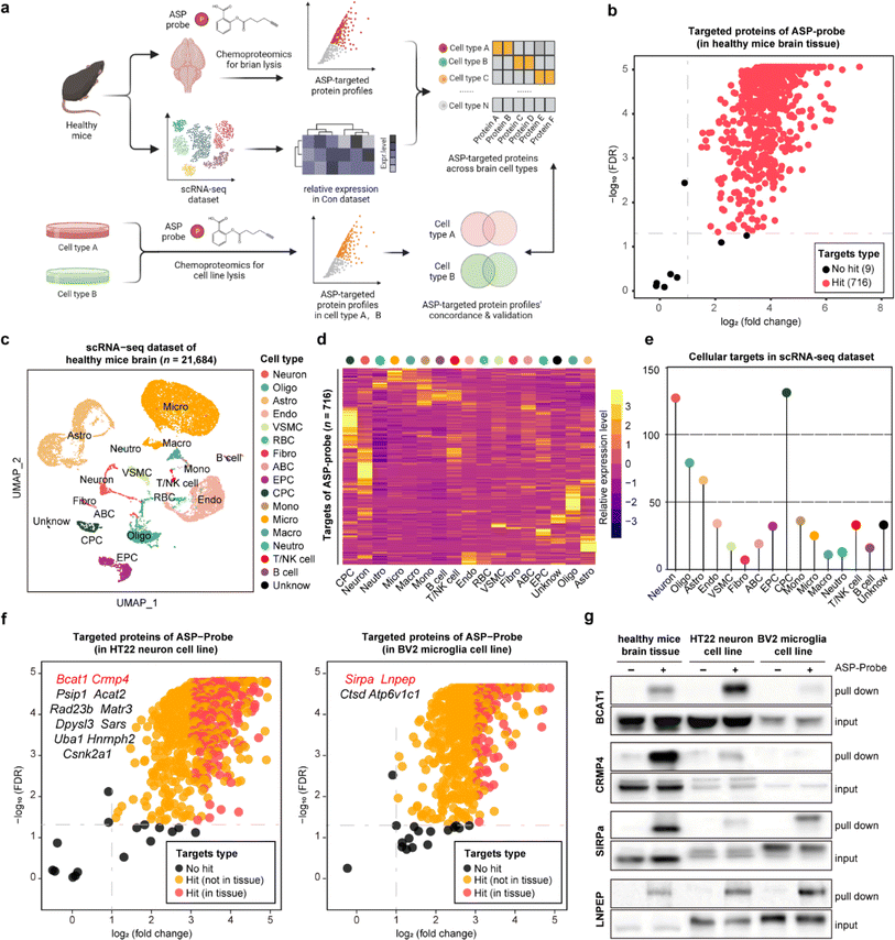 STEP: profiling cellular-specific targets and pathways of bioactive ...