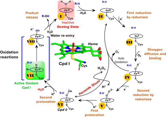 On the engineering of reductase-based-monooxygenase activity in CYP450 ...