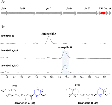 Combining total synthesis and genetic engineering to probe dihydropyran ...