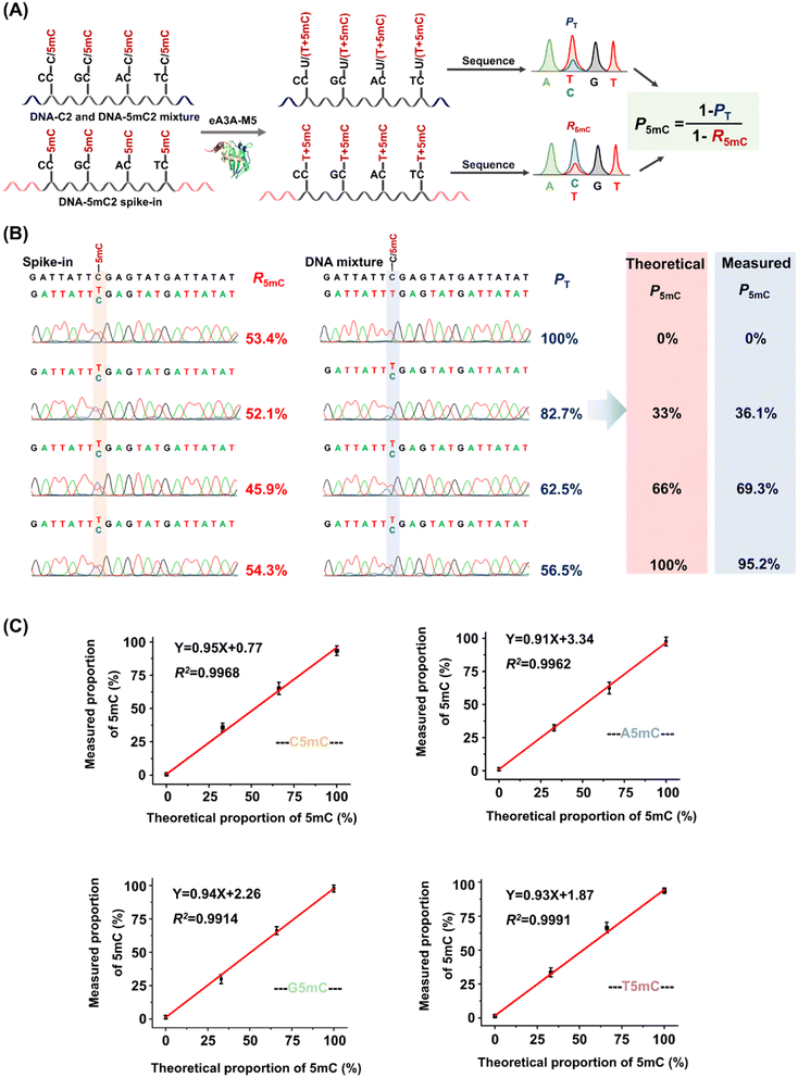 Simultaneous detection of 5-methylcytosine and 5-hydroxymethylcytosine ...