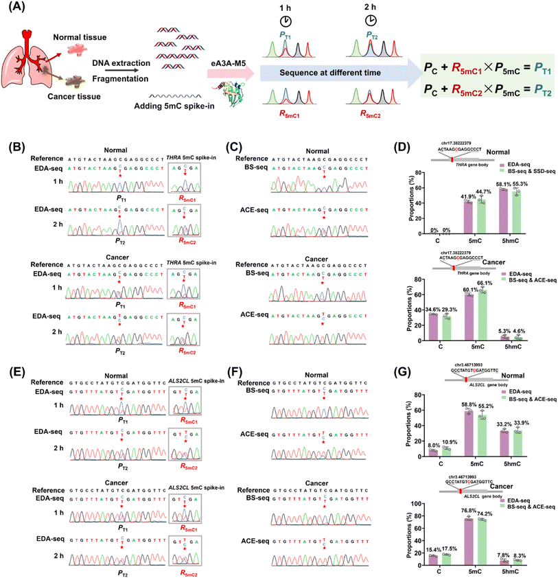 Simultaneous detection of 5-methylcytosine and 5-hydroxymethylcytosine ...