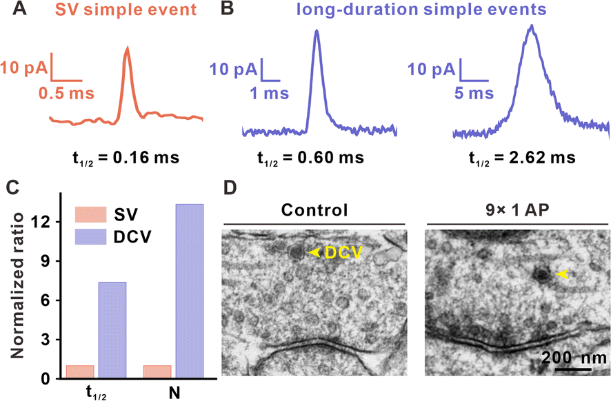 Nanoelectrochemistry reveals how presynaptic neurons regulate vesicle ...
