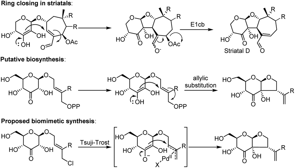 Total synthesis of dissectol A, using an enediolate-based Tsuji–Trost ...