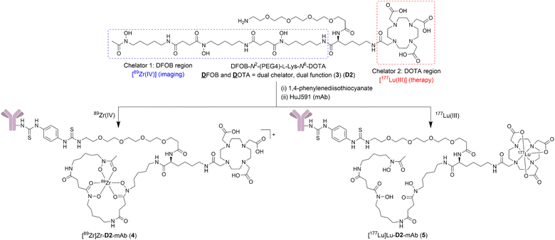 A first-in-class dual-chelator theranostic agent designed for use with ...