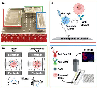 The integrated on-chip isolation and detection of circulating tumour ...