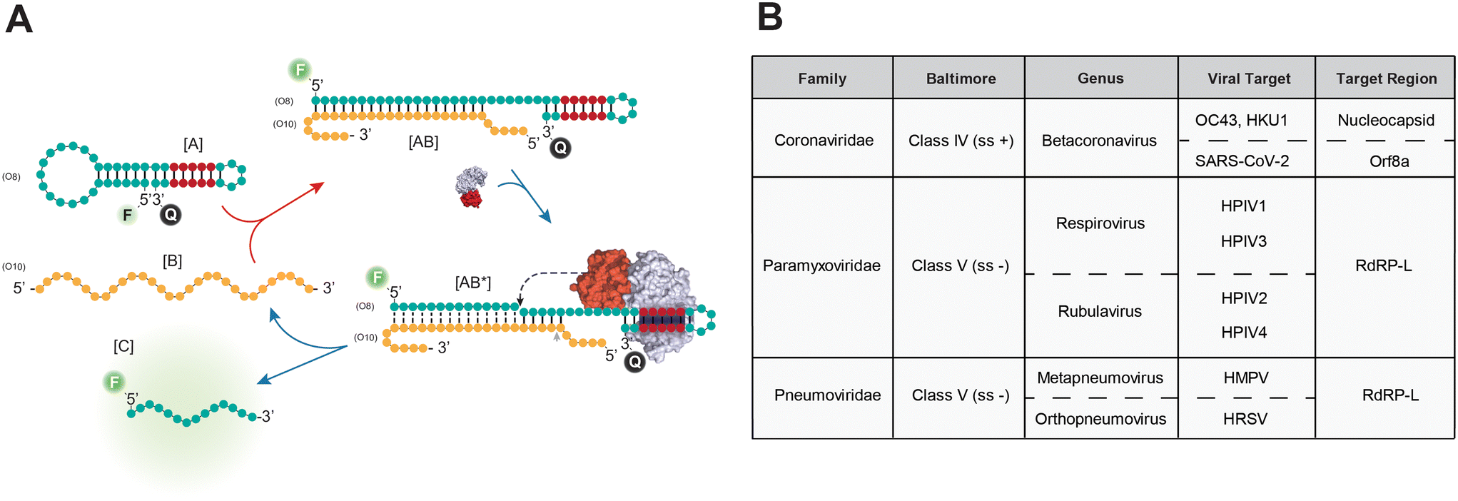 A FokI-driven signal amplification platform for the simultaneous ...
