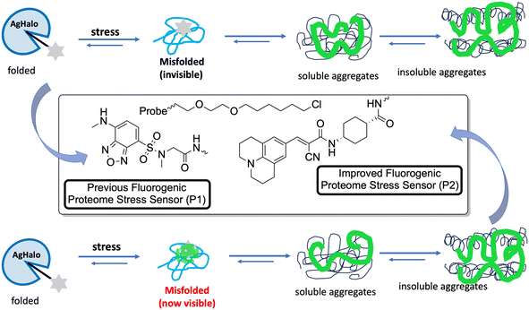 Julolidine-based fluorescent molecular rotor: a versatile tool for ...