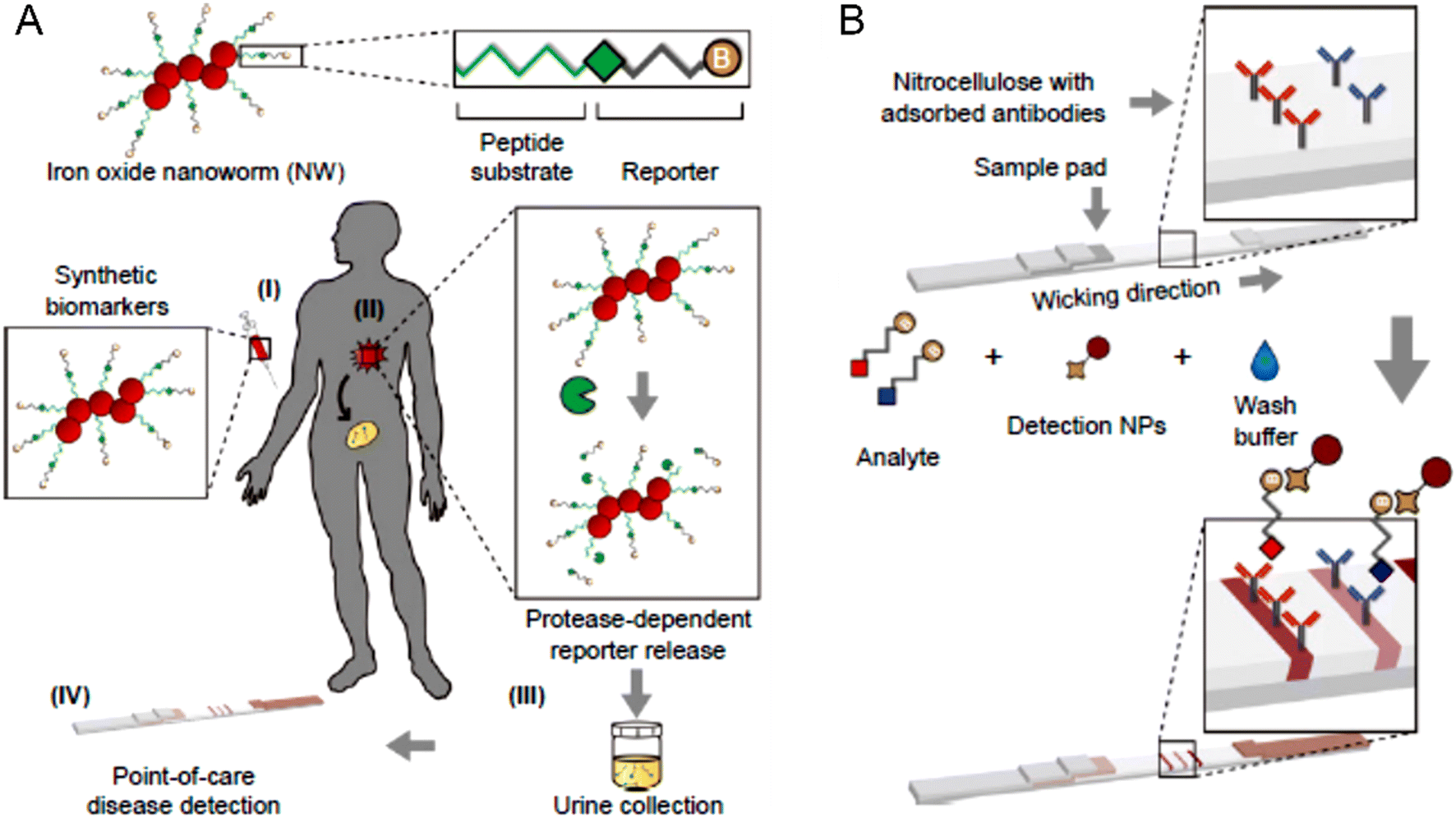 Paper-based point of care diagnostics for cancer biomarkers - Sensors ...