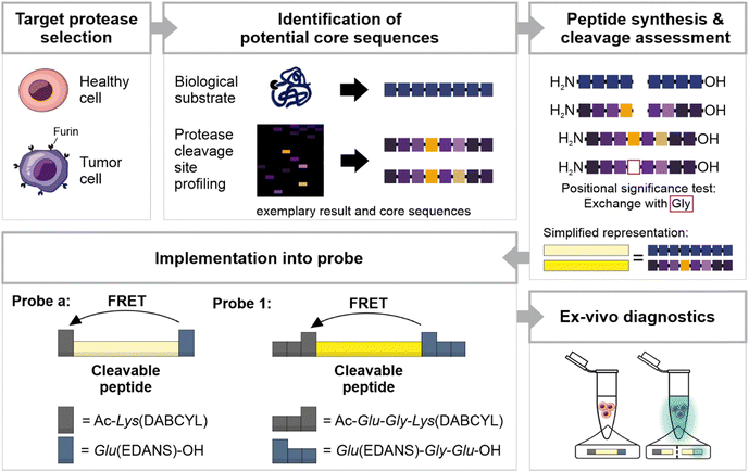 Visually distinguishing between tumor tissue and healthy tissue within ...