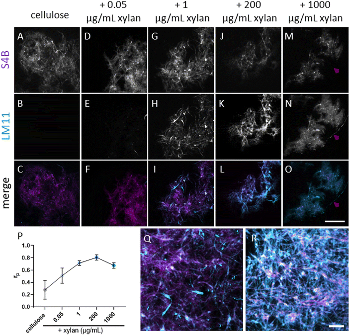 Xylan inhibition of cellulase binding and processivity observed at ...