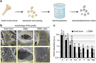 Static magnetic field enhances the bone remodelling capacity of human ...
