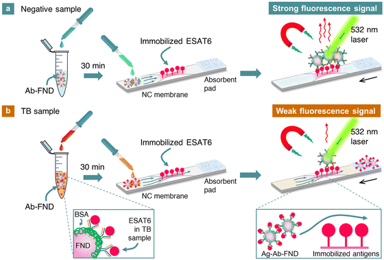 Fluorescent nanodiamond immunosensors for clinical diagnostics of ...