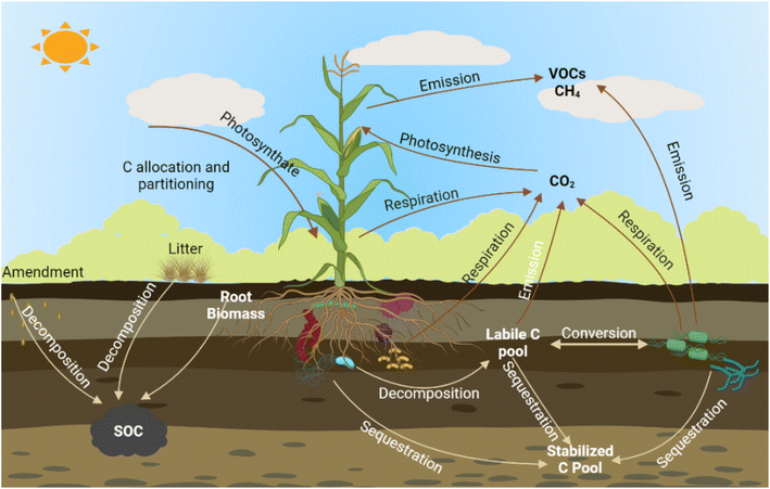 Carbon farming: a circular framework to augment CO 2 sinks and to ...