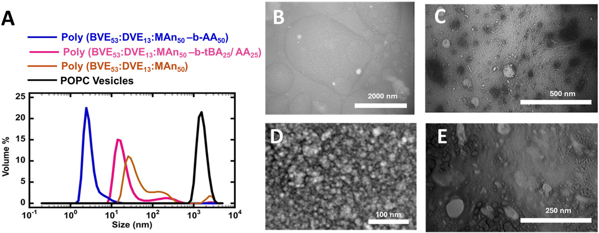 Vinyl ether maleic acid block copolymers: a versatile platform for ...