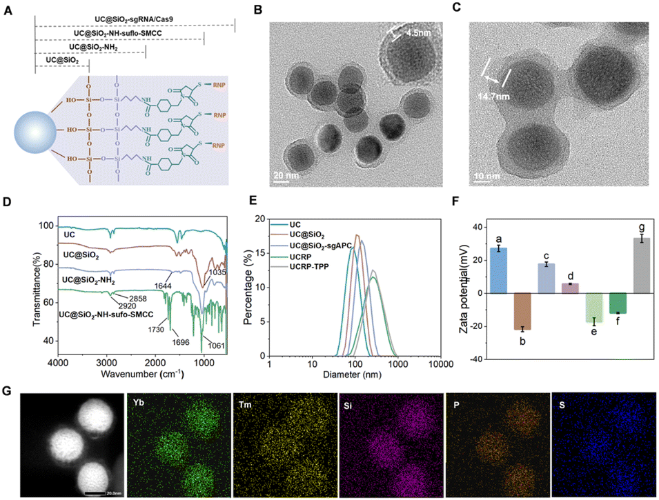 Spatiotemporally regulated mitochondrial genome editing via enzyme and ...
