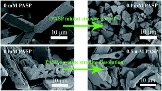 Chemical control of struvite scale by a green inhibitor polyaspartic ...