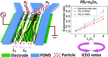 Scaled particle focusing in a microfluidic device with asymmetric ...