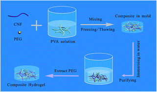 Morphological and swelling behavior of cellulose nanofiber (CNF)/poly ...