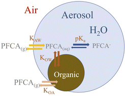 Exploring controls on perfluorocarboxylic acid (PFCA) gas–particle ...