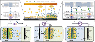 Rational design of direct and indirect electron transfer pathways to ...