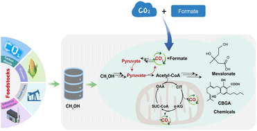 Rewiring methanol assimilation and reductive glycine pathways in ...