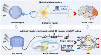 An artificial visual perception system based on ZnO threshold switching ...