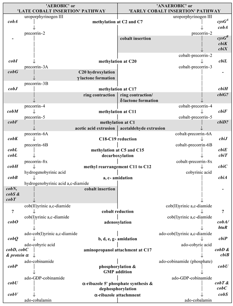 The biosynthesis of adenosylcobalamin (vitamin B12) - Natural Product ...