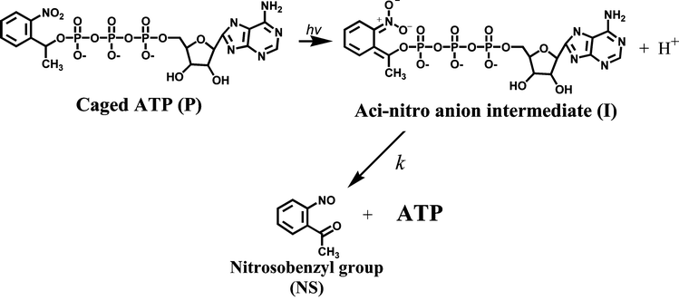 Photoreaction of caged ATP studied by the time-resolved transient ...