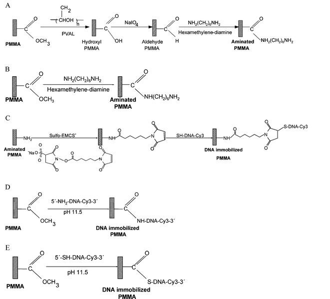 One-step immobilization of aminated and thiolated DNA onto poly ...