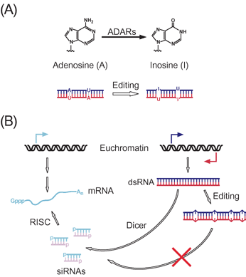 RNAi: running interference for the cell - Organic & Biomolecular ...