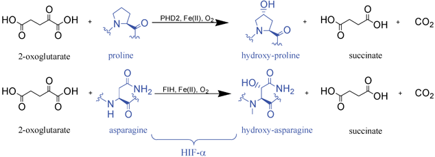 Prolyl hydroxylases; Proline Hydroxylase; Proline,2-Oxoglutarate 4 ...