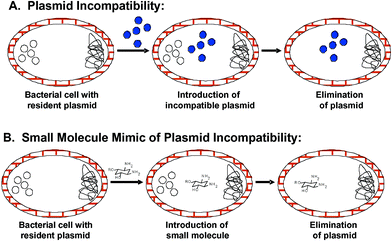 Bacterial death comes full circle: targeting plasmid replication in ...