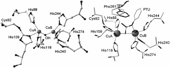Catecol Oxidase; Difenol Oxidases