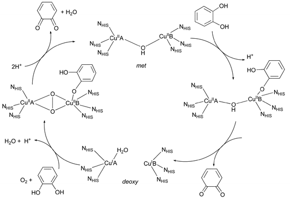 Catechol oxidase; Diphénol oxydase; O-diphénolase; Polyphénol oxydase
