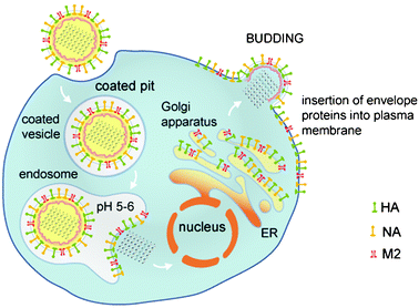 Controlling influenza virus replication by inhibiting its proton channel - Molecular BioSystems ...
