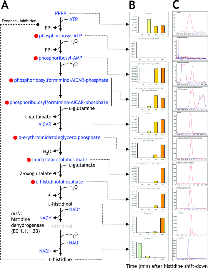 Depiction of metabolome changes in histidine -starved Escherichia coli ...