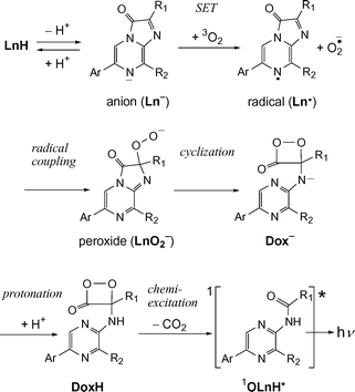 Luciferase - Bioluminescence