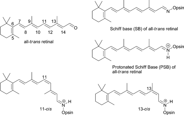 Model systems for understanding absorption tuning by opsin proteins ...
