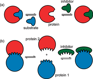 Inhibition of protein–protein interactions using designed molecules ...