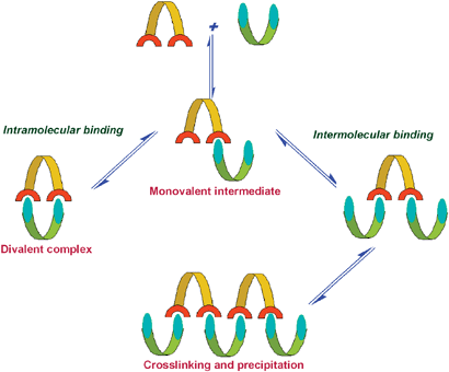 bivalent - definition - What is