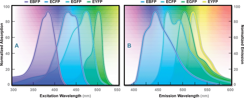 The fluorescent protein palette: tools for cellular imaging - Chemical ...
