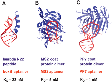 Application of aptamers and autofluorescent proteins for RNA ...